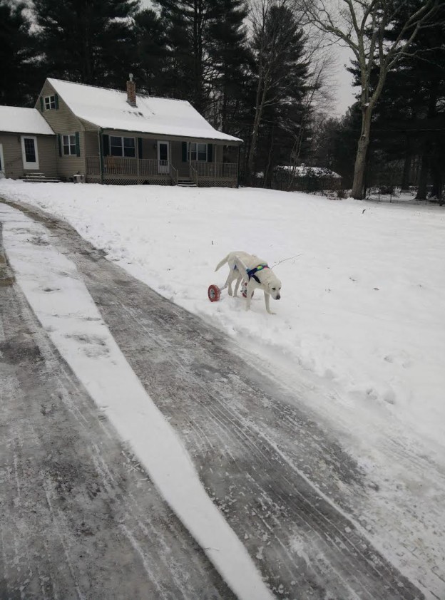 Buster, the yellow lab in his walking cart. | Dogs To Go