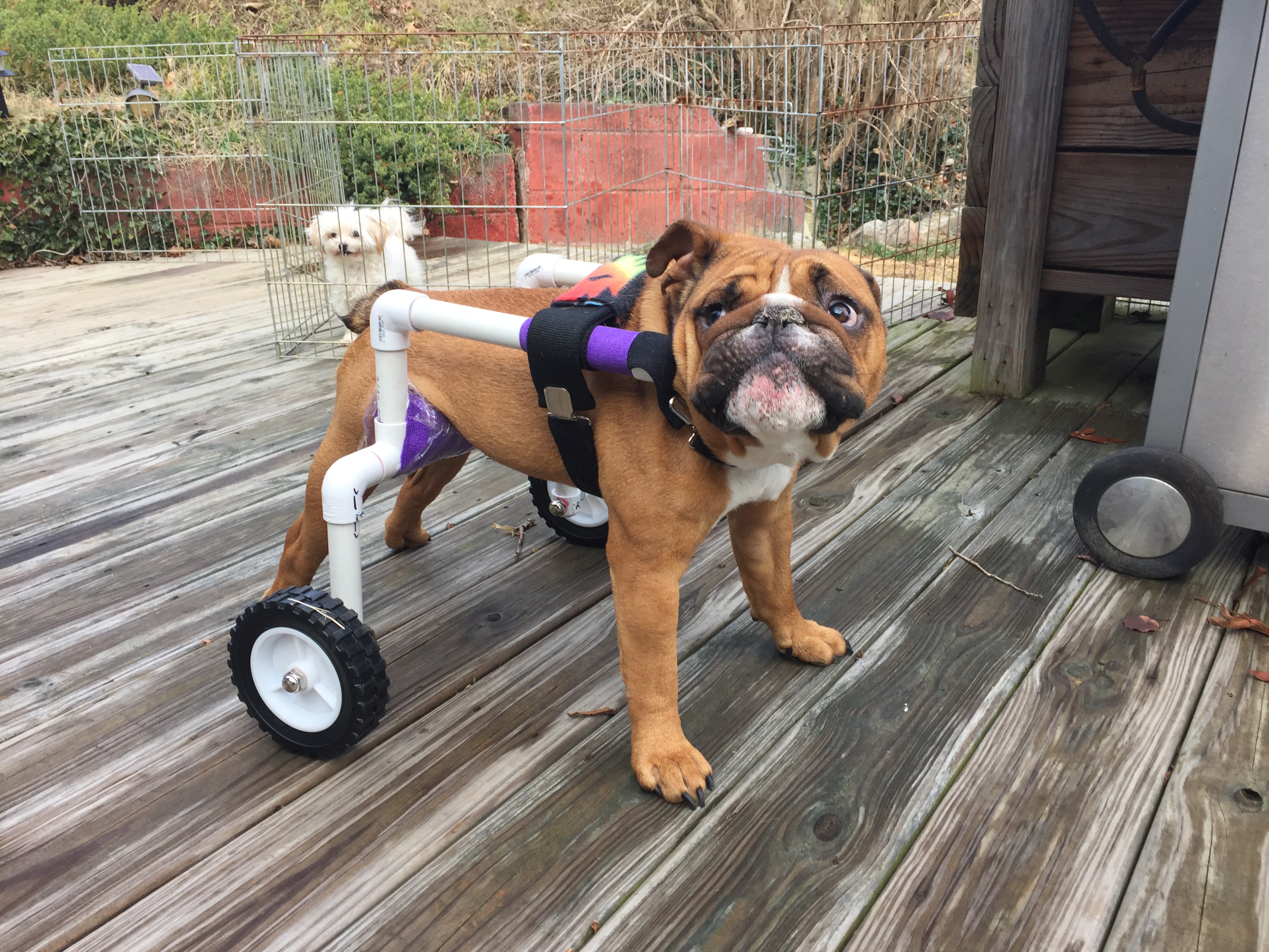 boozer-front-view-close-up | Dogs To Go